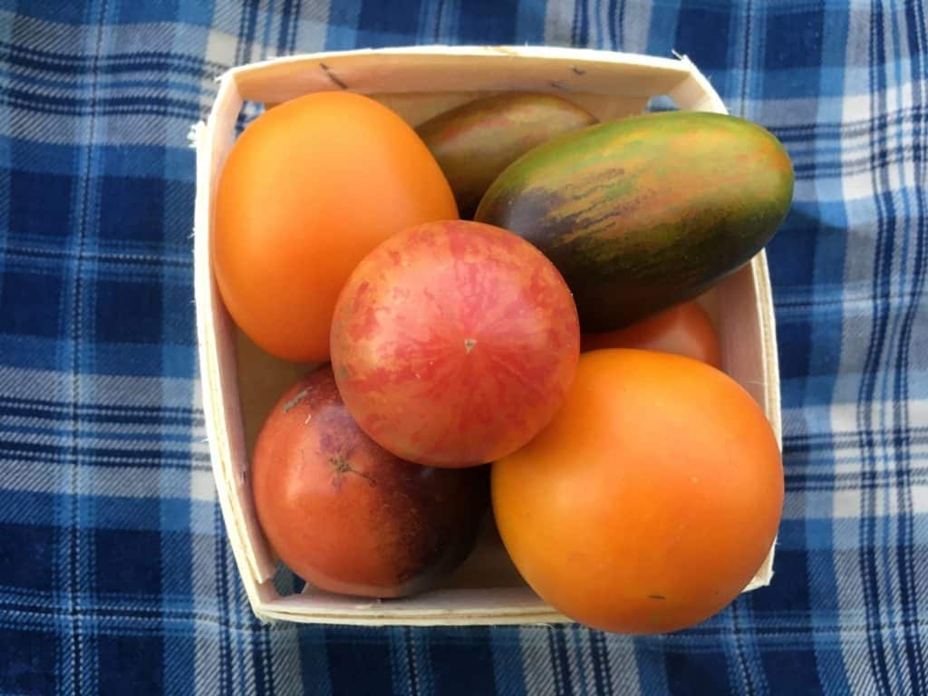 Cocktail Tomatoes - Knuckle Down Farm