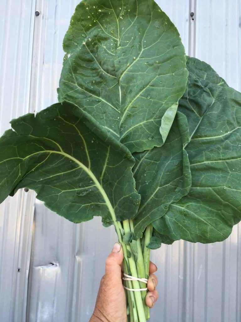 Collards - Knuckle Down Farm