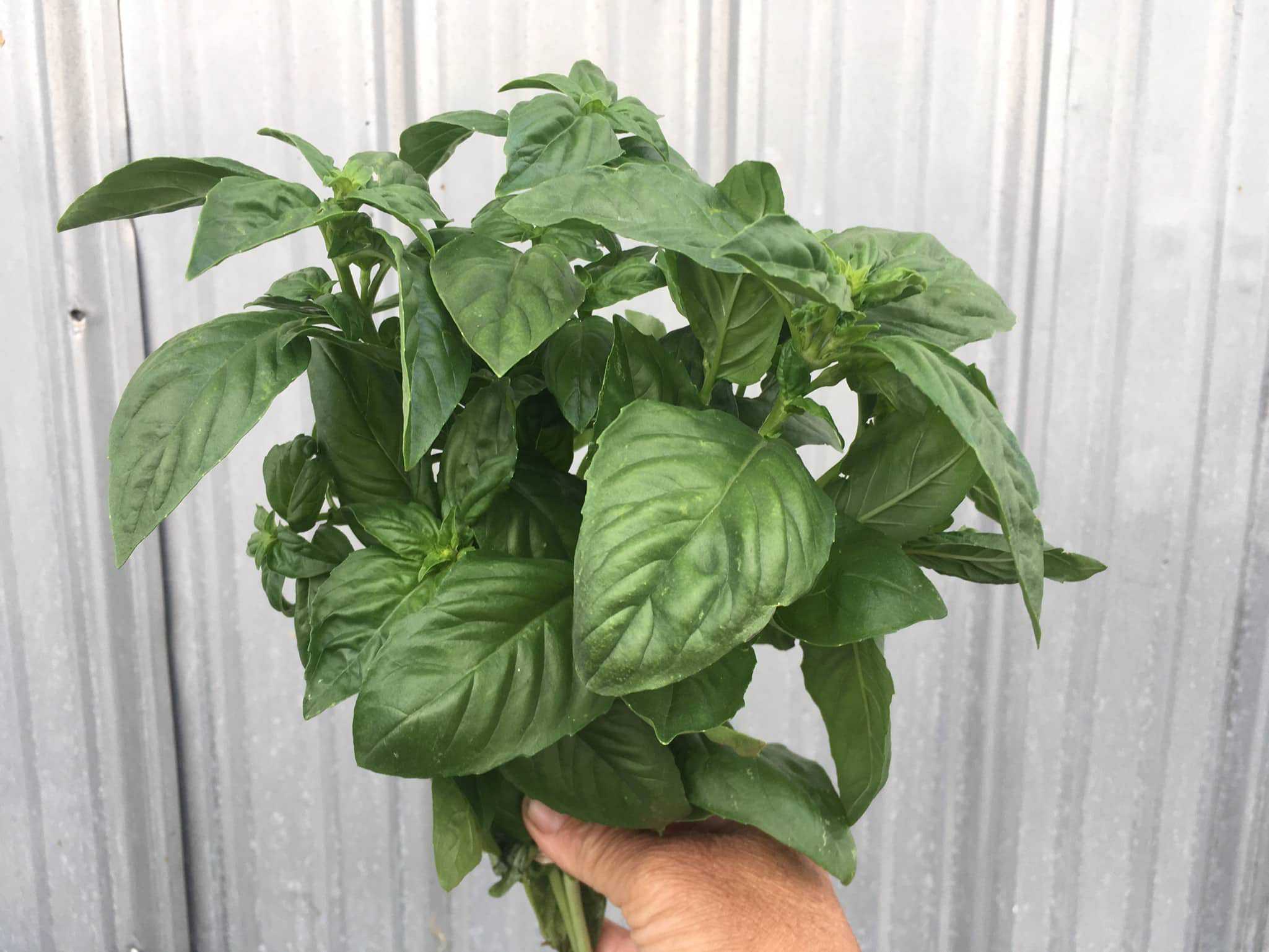 Shop for Organic Vegetables