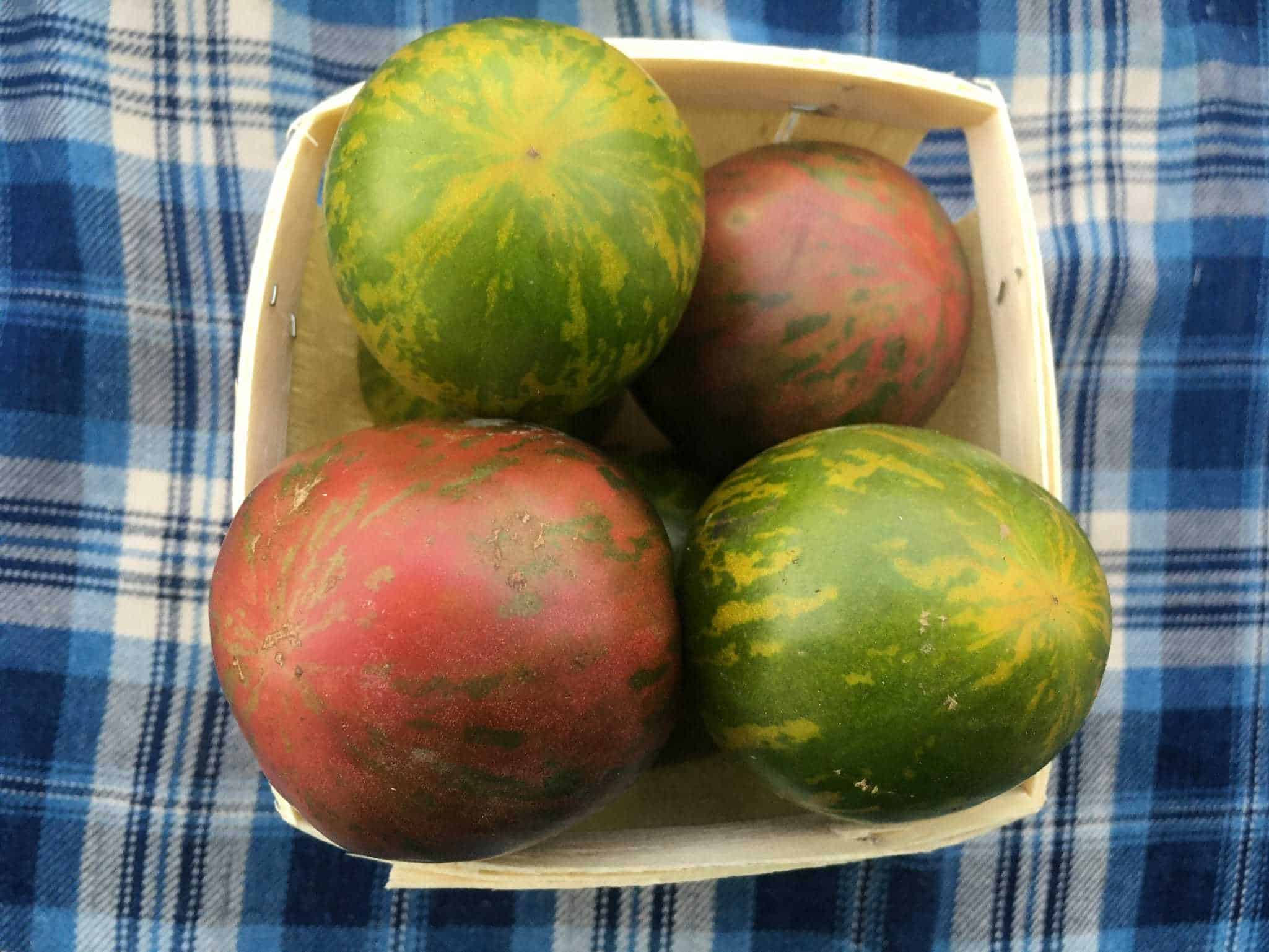 Zebra Tomato Mix - Knuckle Down Farm