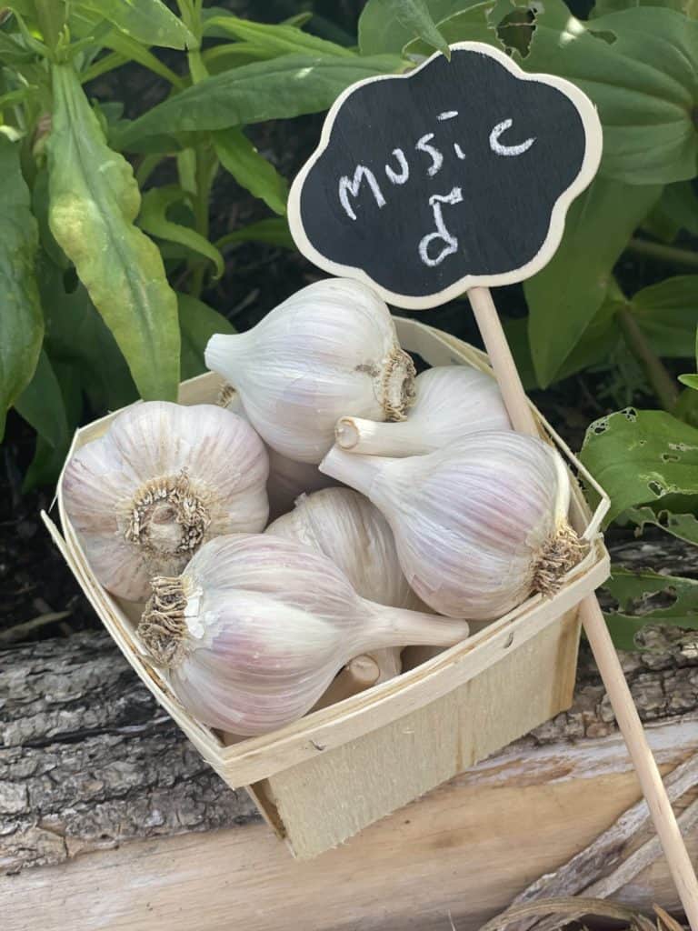 Music Garlic - 1lb - Knuckle Down Farm