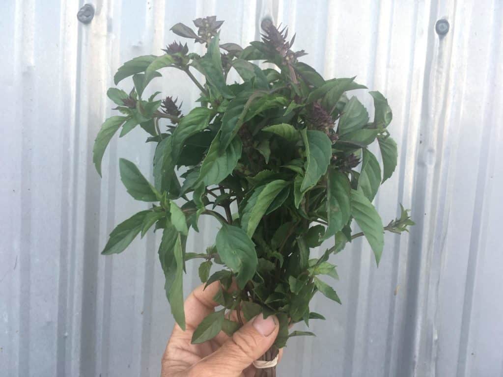 Persian Basil - Knuckle Down Farm