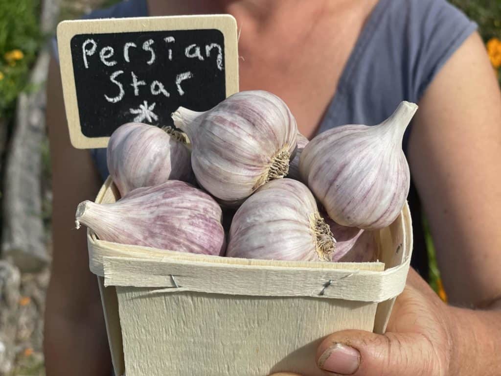 Persian Star Garlic - 1lb - Knuckle Down Farm