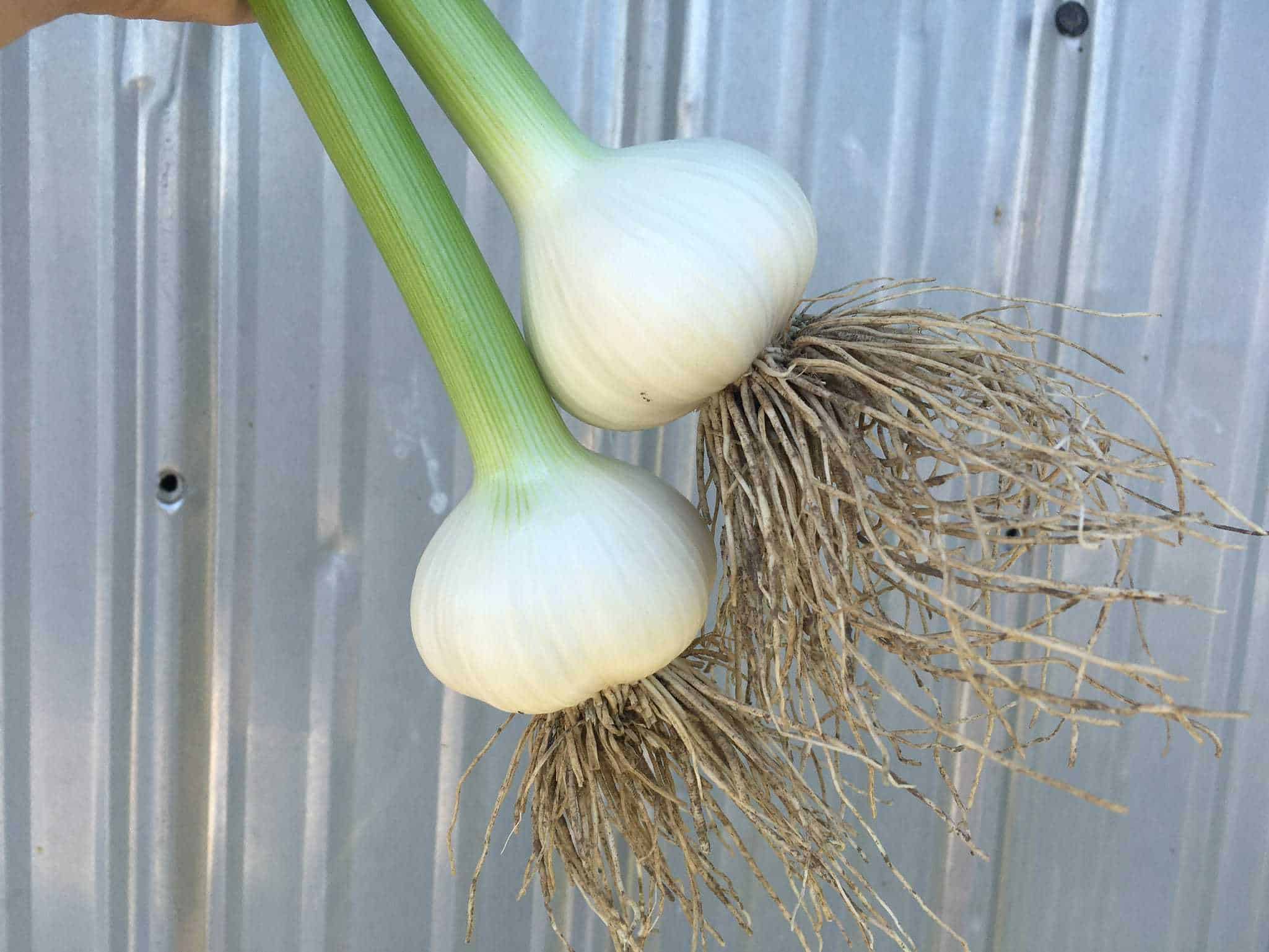Two Bulbs of Fresh Garlic - Knuckle Down Farm