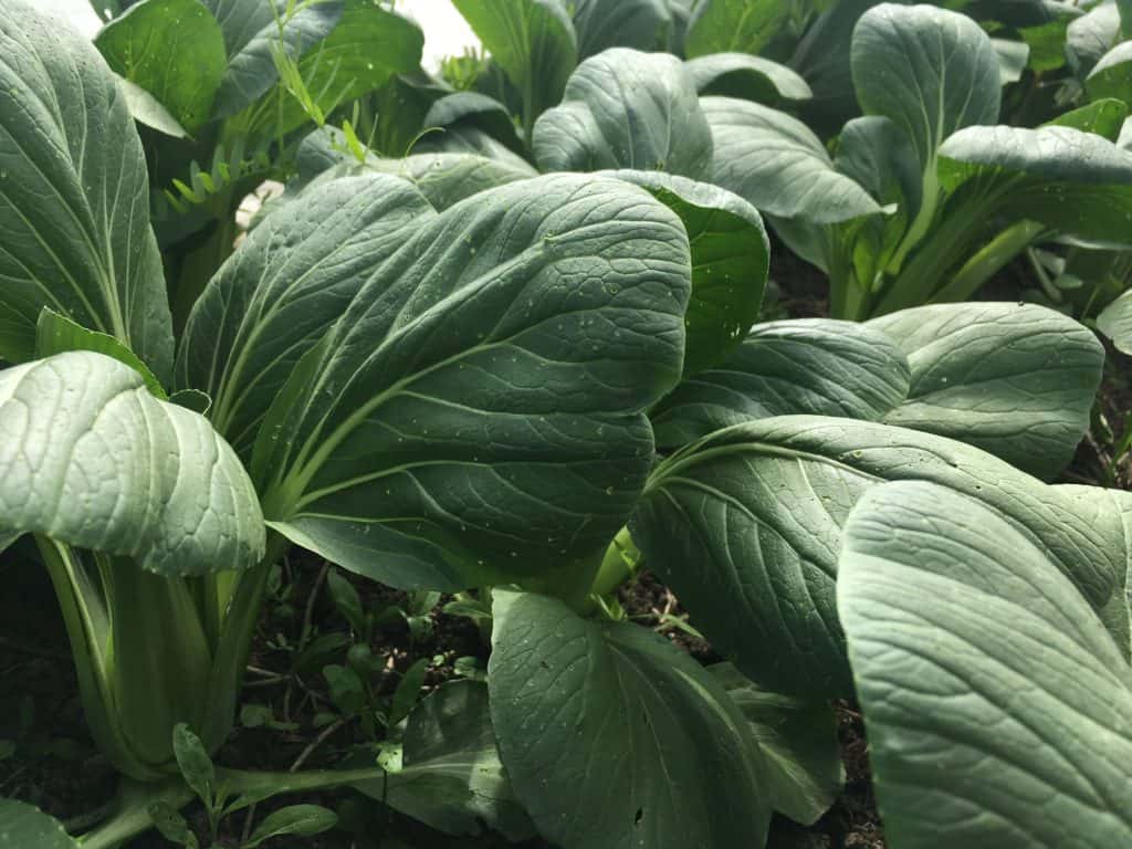 Pac Choi - Knuckle Down Farm